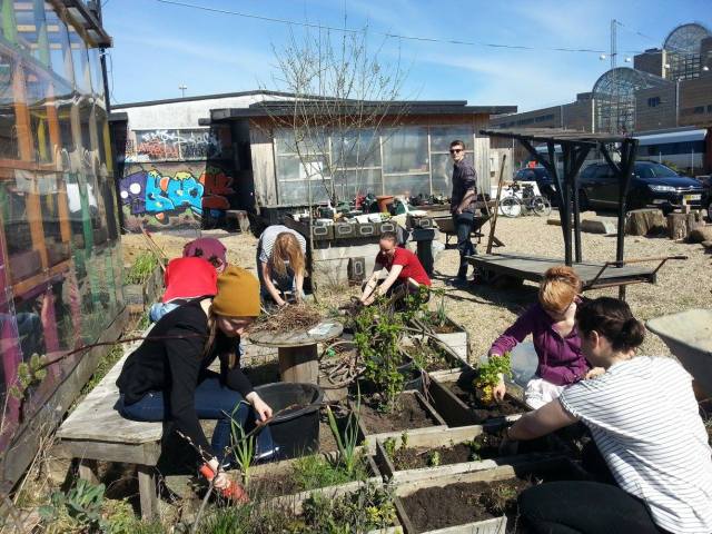 Punk rock shows, guerilla gardening, and musings on various types of ...